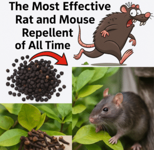 The Most Effective Rat and Mouse Repellent of All Time – recipes